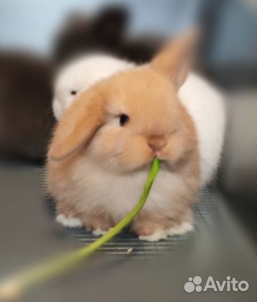 Чистопородные miniature lop