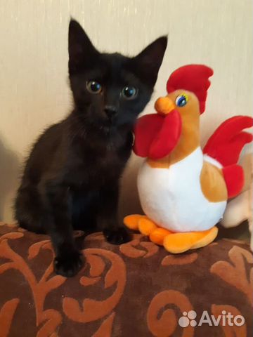 Черная молния в добрые руки