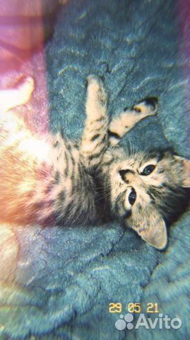 Кошка