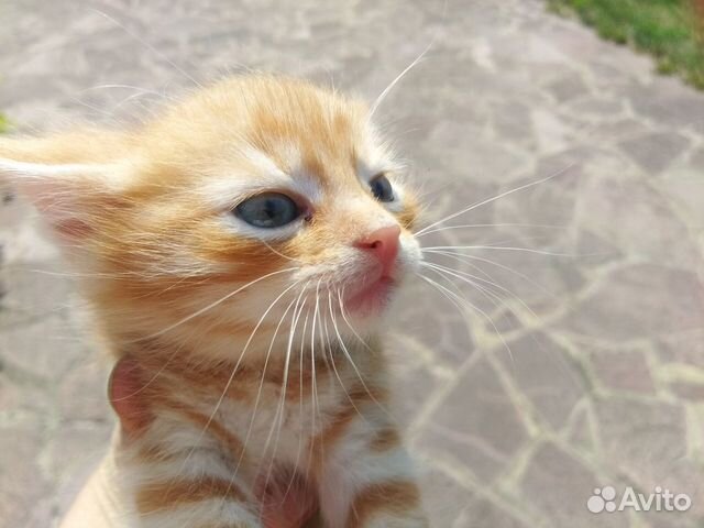 Котята, ходят в лоток