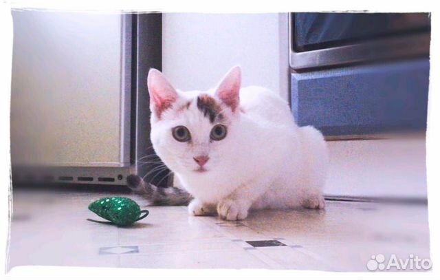 Хозяйка не может больше заботиться о своей кошке