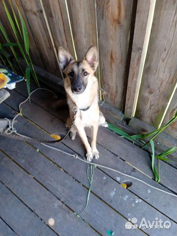 Отдам свою собаченку