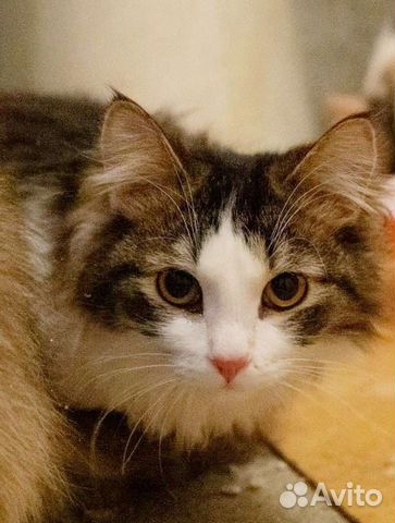 Котик пушистик