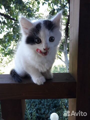 Котята в добрые руки бесплатно