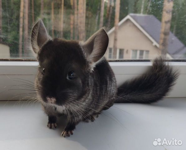 Продам шиншиллу, мальчик