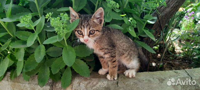 Отдам в добрые руки очаровательного котёнка