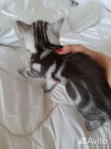 Мраморный котёнок 1,1мес