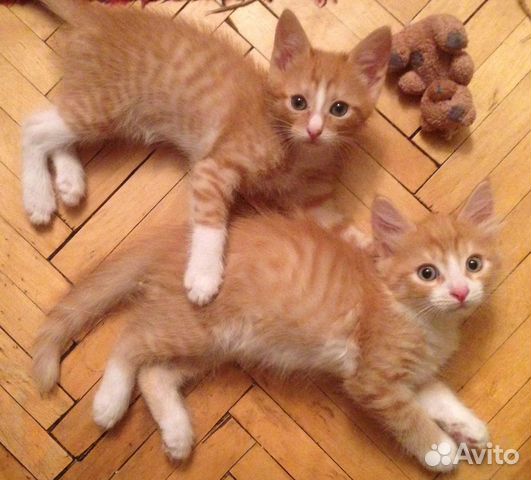 Лёвка и Рыжик ищут дом