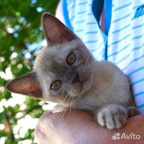 Бурманская шоколадная девочка