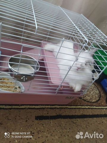 Декоративные кролики