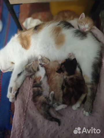 Котята в дар и щенки