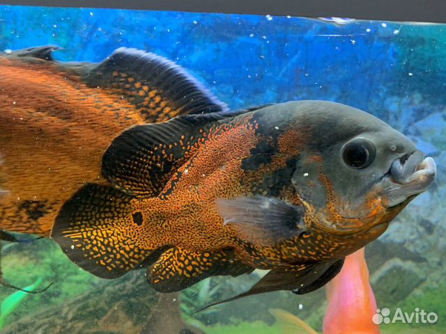 Астронотус тигровый