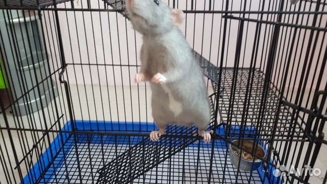 Крыски дамбо 7 мес