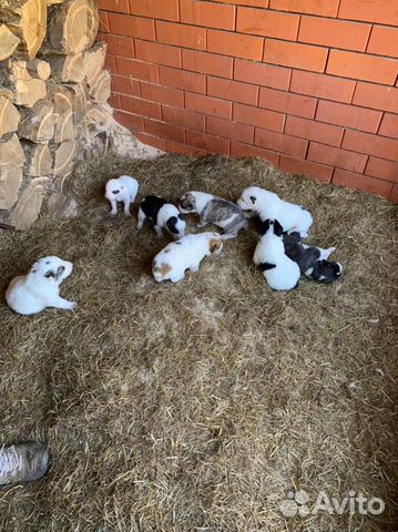 Щенки алабая