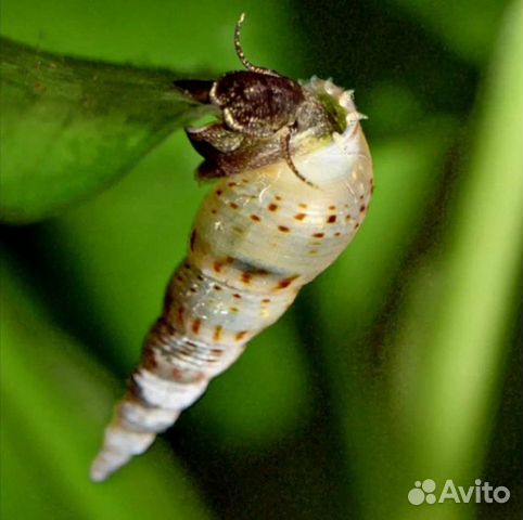 Мелания улитка