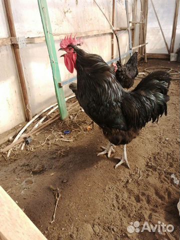 Куры породные семьями