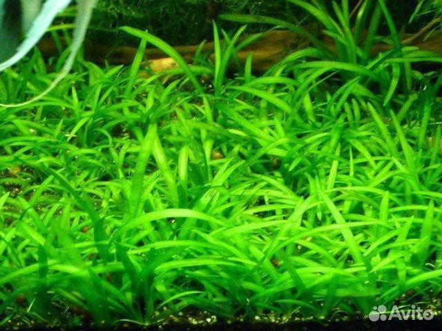 Карликовая сагиттария