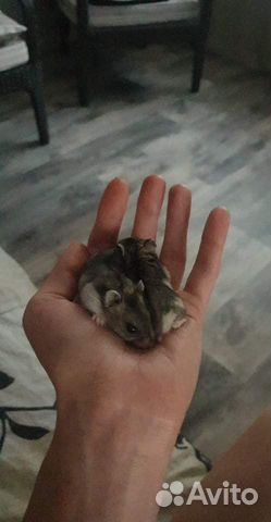 Джунгарский хомяк (самец) бесплатно