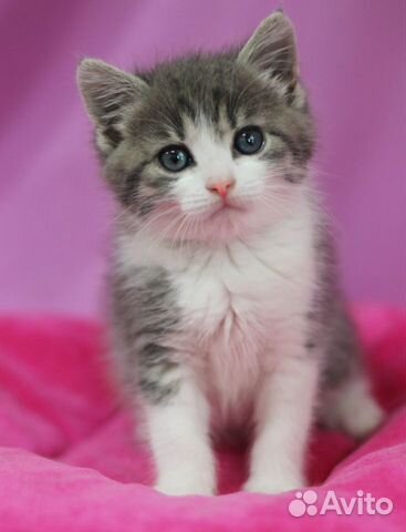 Котенок Хан Котян ищет дом