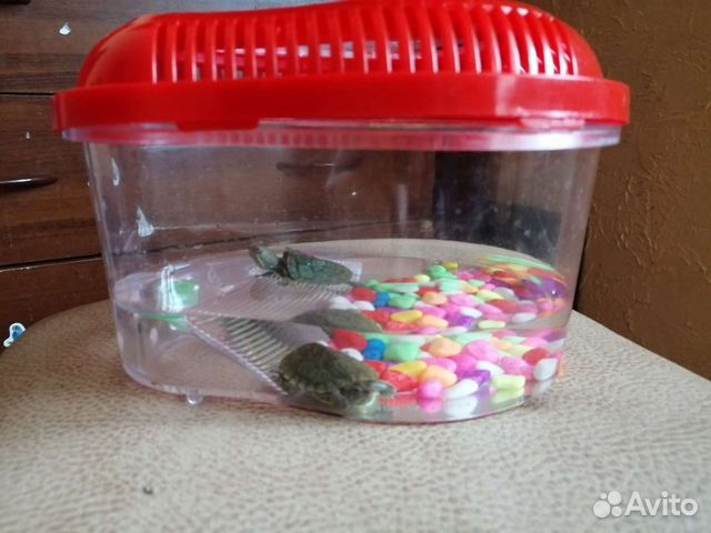 Аквариумные черепашки