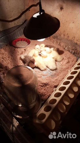 Продаются индоутята