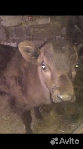 Бычки и быки телки