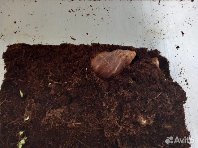 Улитки ахатины