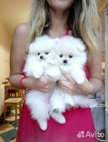 Померашки крошки