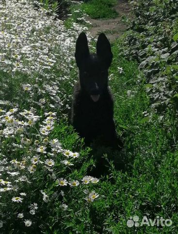 Черная немецкая овчарка