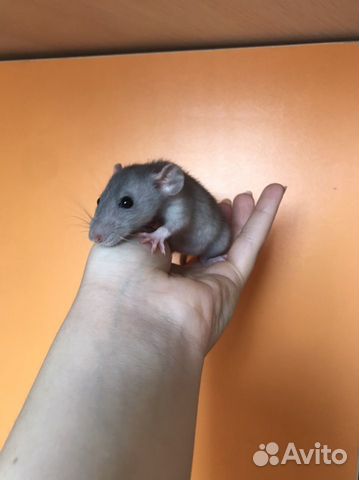 Голубые крысята дамбо (девочки)