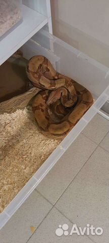 Императорский удав hypo 2 года