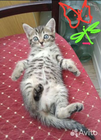 Котенок девочка 5 недель