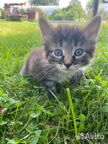 Котята в дар