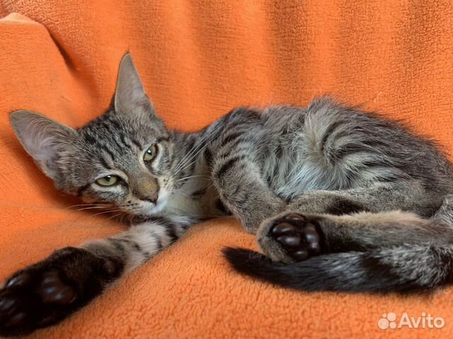 Малыш Пусик 3 месяца в добрые руки