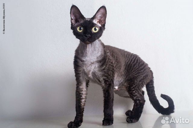 Котята девон-рекс