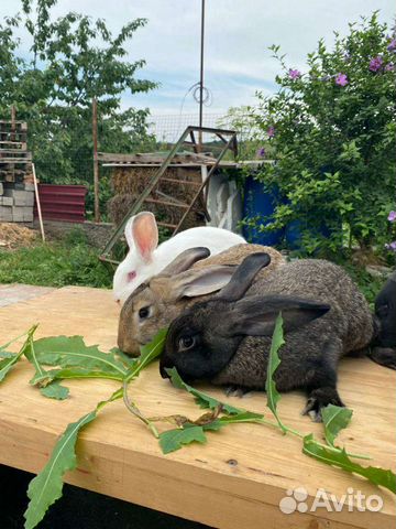 Кролики Калифорнийские, русское серебро