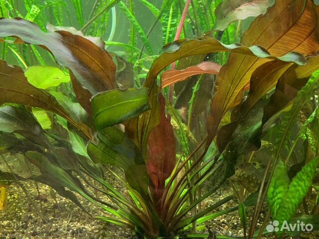 Акваримное растение эхинадорус