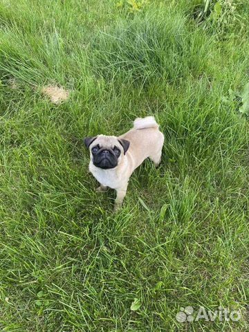 Щенок мопса