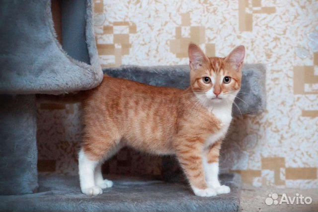 Сверхласковый котенок девочка в дар 3 мес