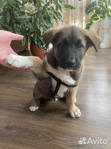 Щенок американская акита