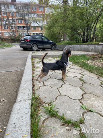 Вязка кобель чихуахуа мини
