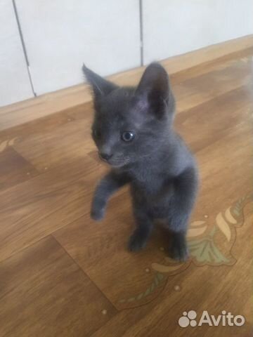 Котята обыкновенные, на голову шибанутые