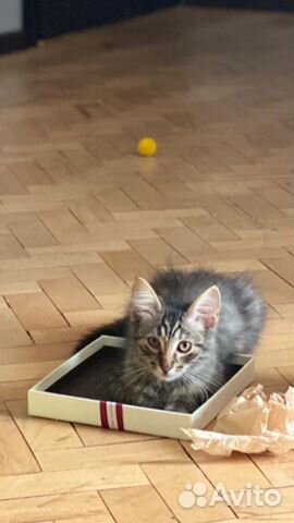 Прелестные котята в уютный дом
