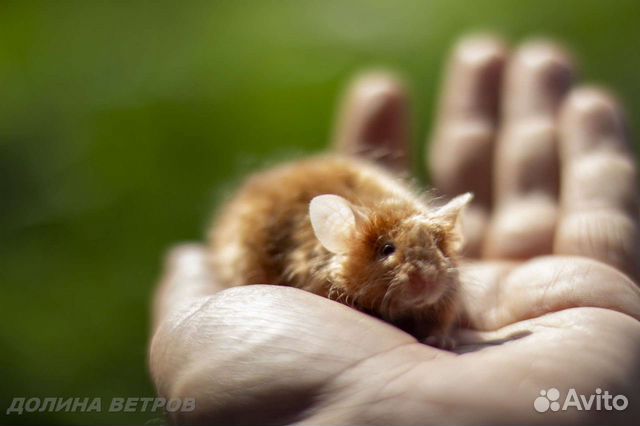 Декоративная мышь текстиль сатин соломенный самец