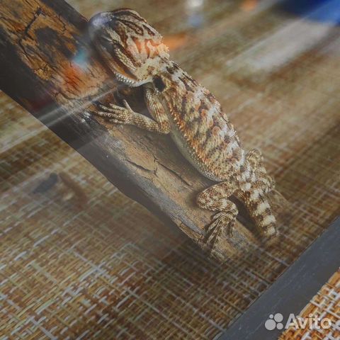 Бородатая Агама