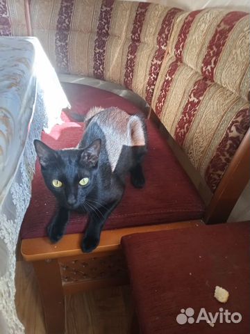 Котик в добрые руки