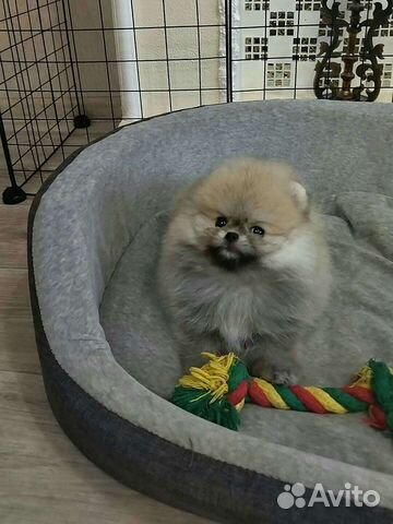 Мальчики померанчики