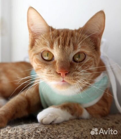 Кошечка Голди ищет дом