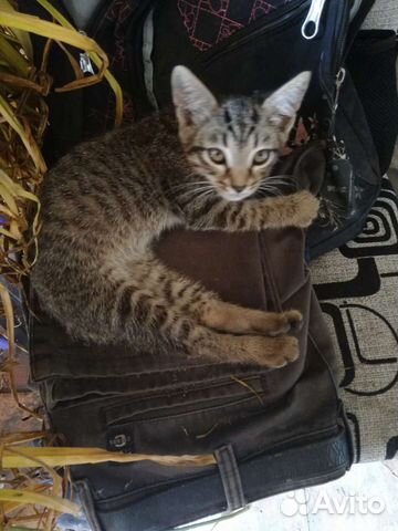 Котята ищут новых хозяев