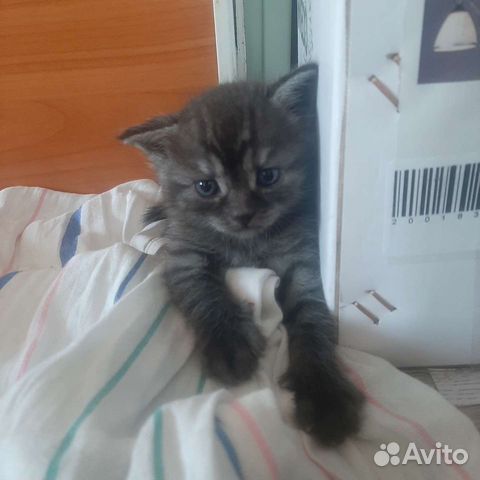 Шотландские котята